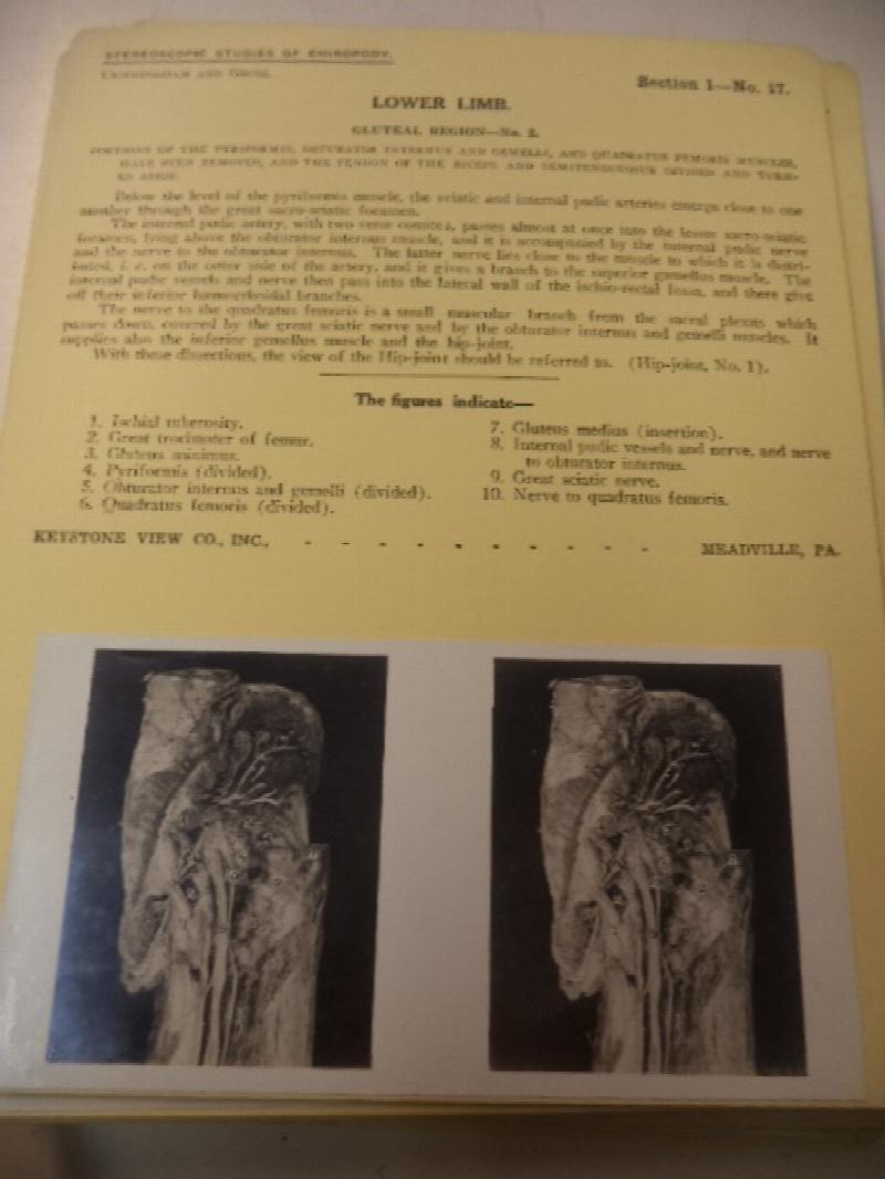Stereoscopic Studies of Chiropody [Sections I and II]